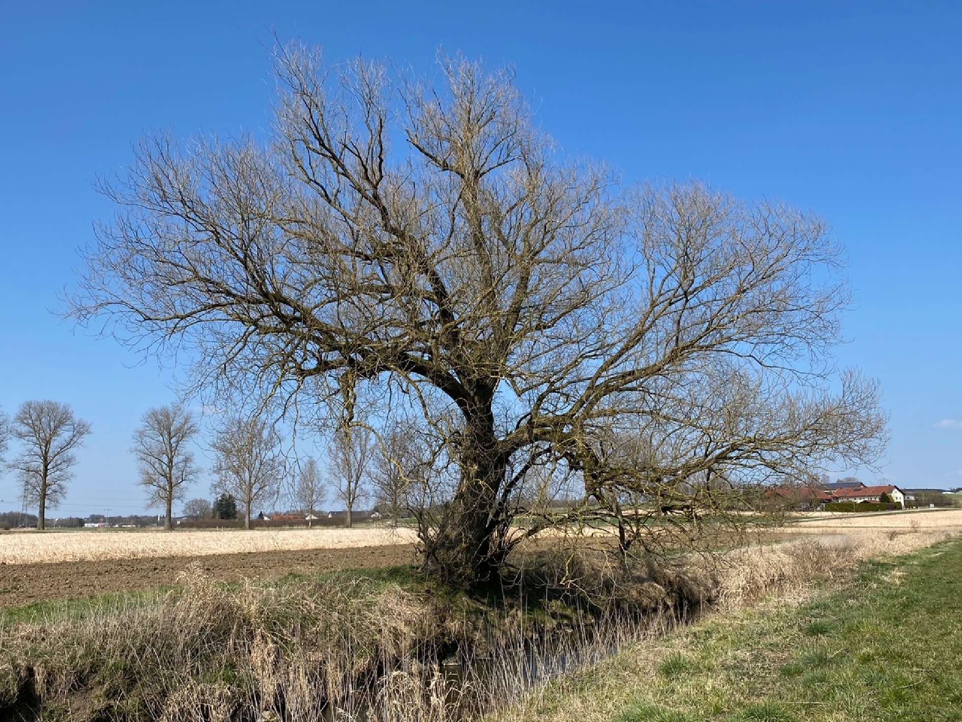 039: Eiche bei Granting | Kreisverband für Gartenbau und Landespflege ...